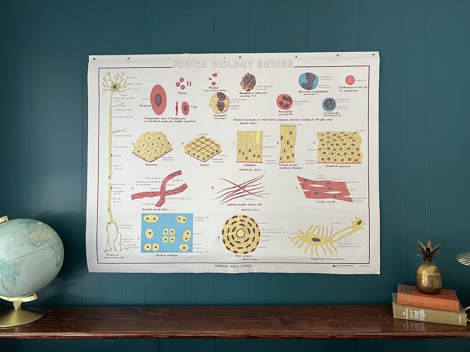 Vintage Science Biology Classroom Chart | Grelly USA
