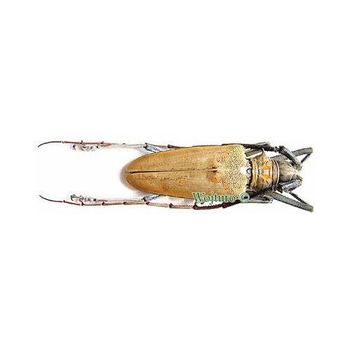 Batocera numitor ferruginea - male, + 50mm, A1 / A- | eBay