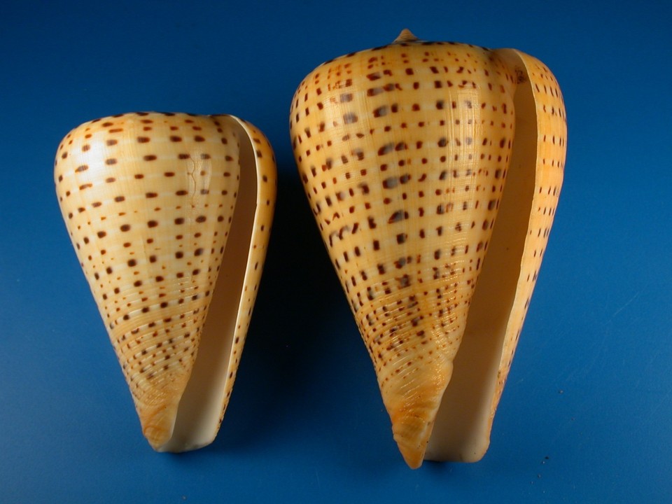 Conus betulinus, Pair, Great Color, 80-102mm, Kwajalein and Solomons ...