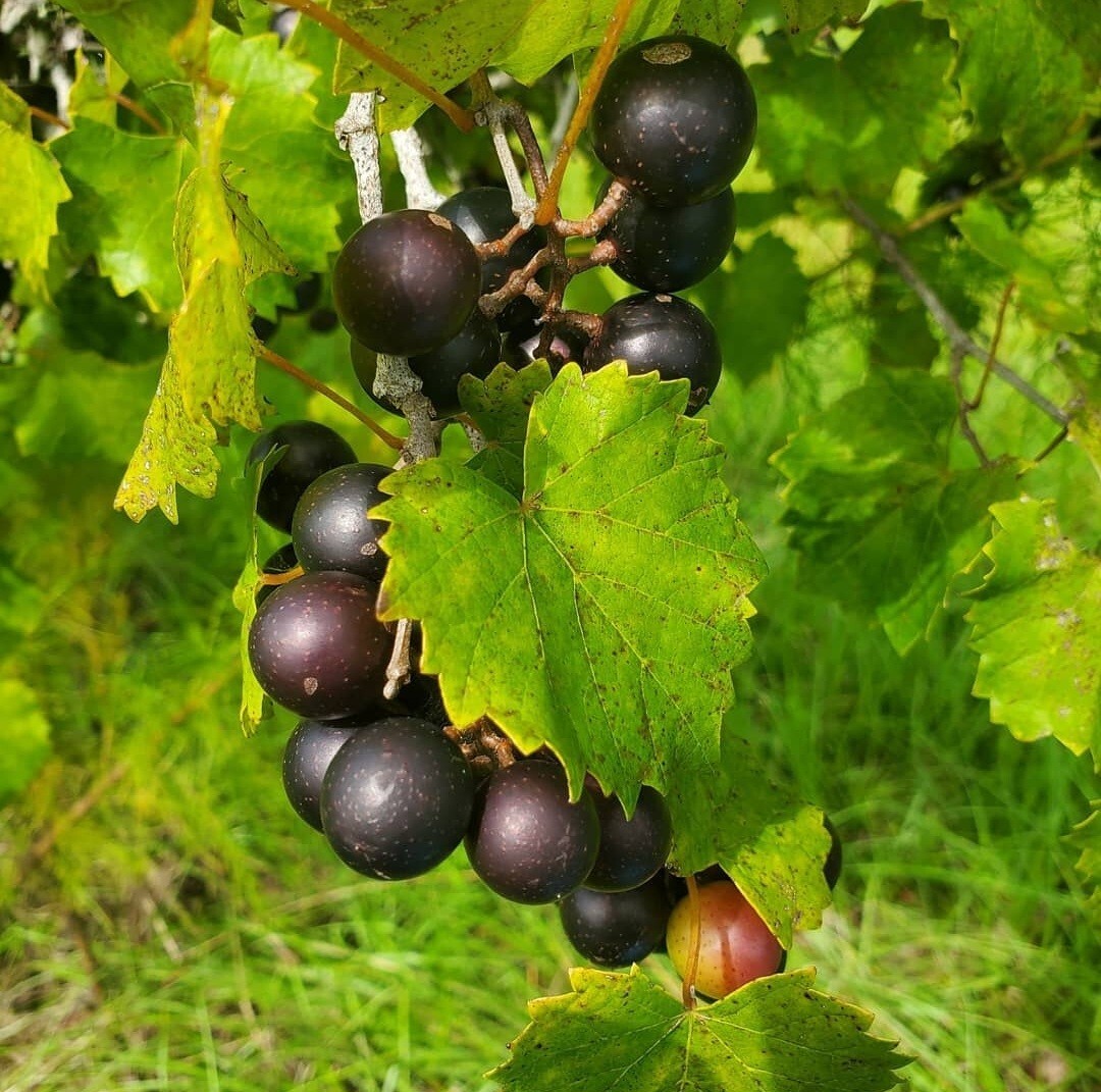 Muscadine Tree