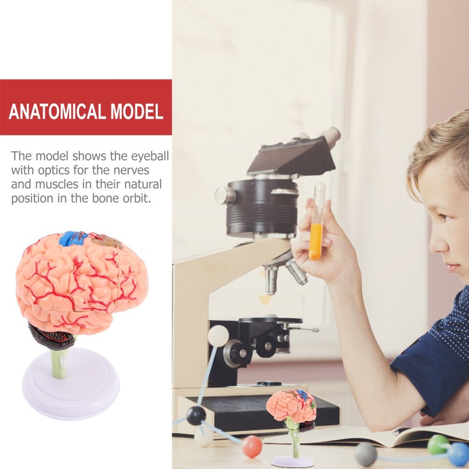 Brain Modelbrain Structure Anatomy Human Body for Kids Interactive ...