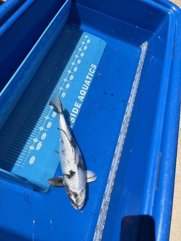 41 cm Kin Shiro Utsuri Japanese Koi Fish | eBay