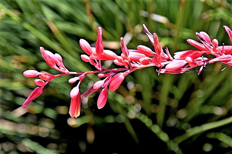 Red Yucca Flower