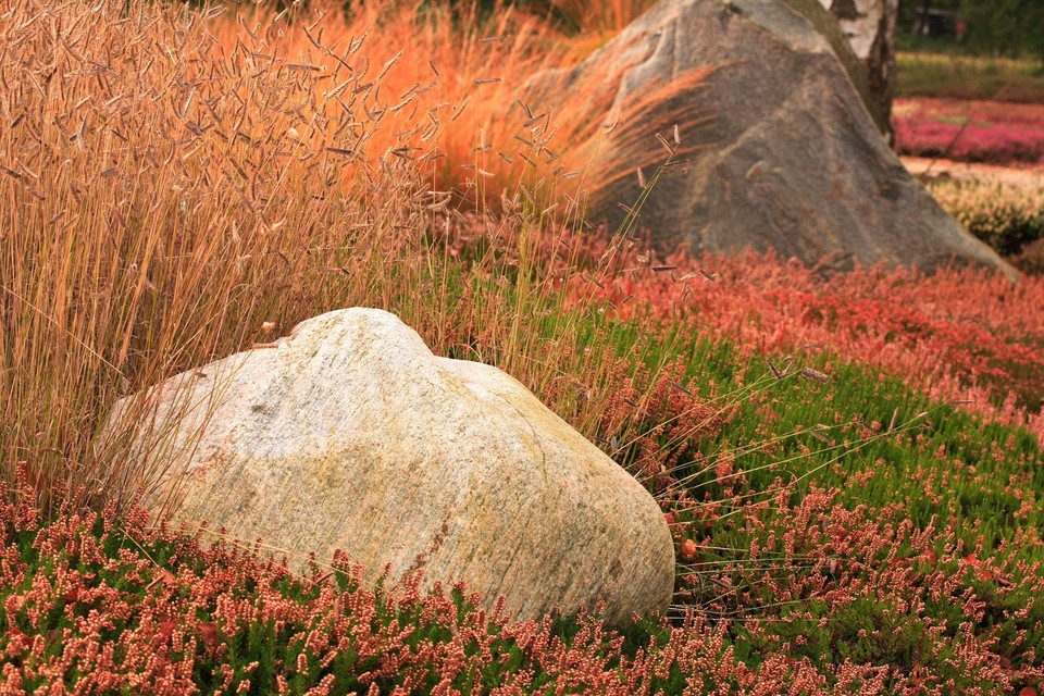 1000 BLUE GRAMA GRASS Gramma Bouteloua Gracilis Flower Mosquito Grass ...