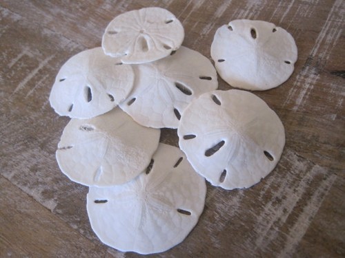 10 Extra Small Sand dollars - Seashell Supply - Mini Sand Dollars ...