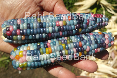 Corn Blue Gem - A Rare, Stunning Multicoloured Corn Variety!!! | eBay