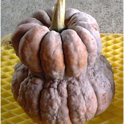 Pumpkin SHISHIGATANI-Pumpkin Seeds- BEAUTIFUL,OLD, GREAT TASTE-SOLD OUT ...
