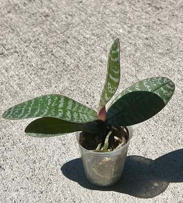 Flowering-Size, Phalaenopsis philippinensis, Rare Philippine Moth ...