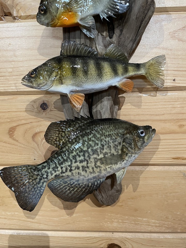 New Real Skin Sunfish Crappie Fish Taxidermy Wall Mount On Driftwood ...