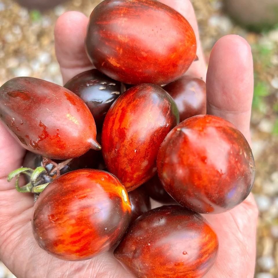 10 seeds Shadow Boxing DWARF Tomato Rare ORGANIC Variety | eBay
