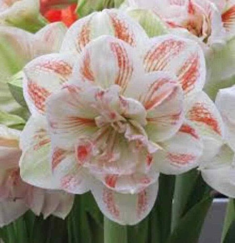 Extra Large Amaryllis NYMPH 32/34 centimeters - US Seller 641767929625 ...