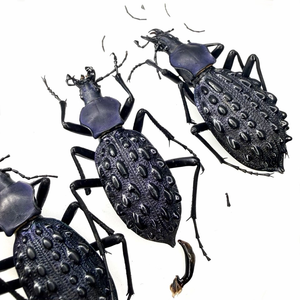 Carabidae Specimen丨Carabus pustulifer pseudoignigena×3 45-47mm Rongshui ...