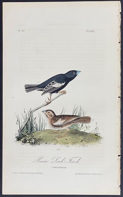 Audubon - Prairie Lark-Finch - 1840 Birds of America First Edition | eBay