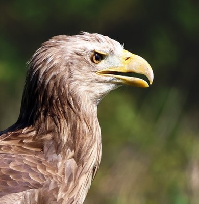 White Tailed Sea Eagle Photography Fine Art Print Bird of Prey Frame ...