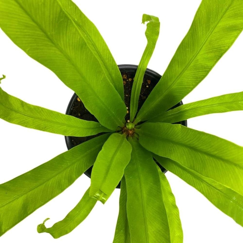 Fishtail Fern 4 inch Microsorum punctatum Forked Tips Grandiceps | eBay