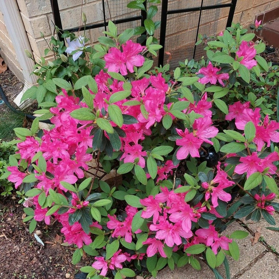 1 x Azalea Empress - Rare Evergreen Japanese Azalea in 9cm Pot - Ready ...