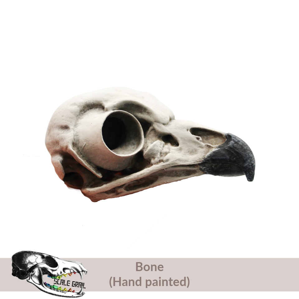 Barred Owl Skull (Field Bones Core Series: North America) by The Scale ...