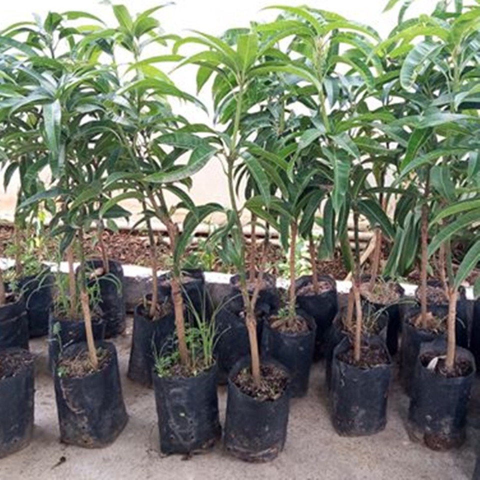 Mango R2E2 Thailand Grafted Plant Fruit Tree Unique Tropical Tall 24 ...