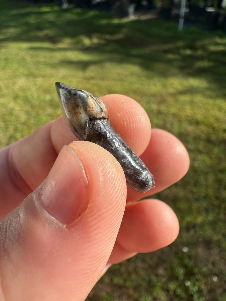 HIGHLY COLORFUL BISON ANTIQUUS LATIFRONS BISON FOSSIL INCISOR TOOTH ICE ...