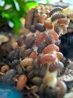 Armadillidium Isopods for sale | eBay
