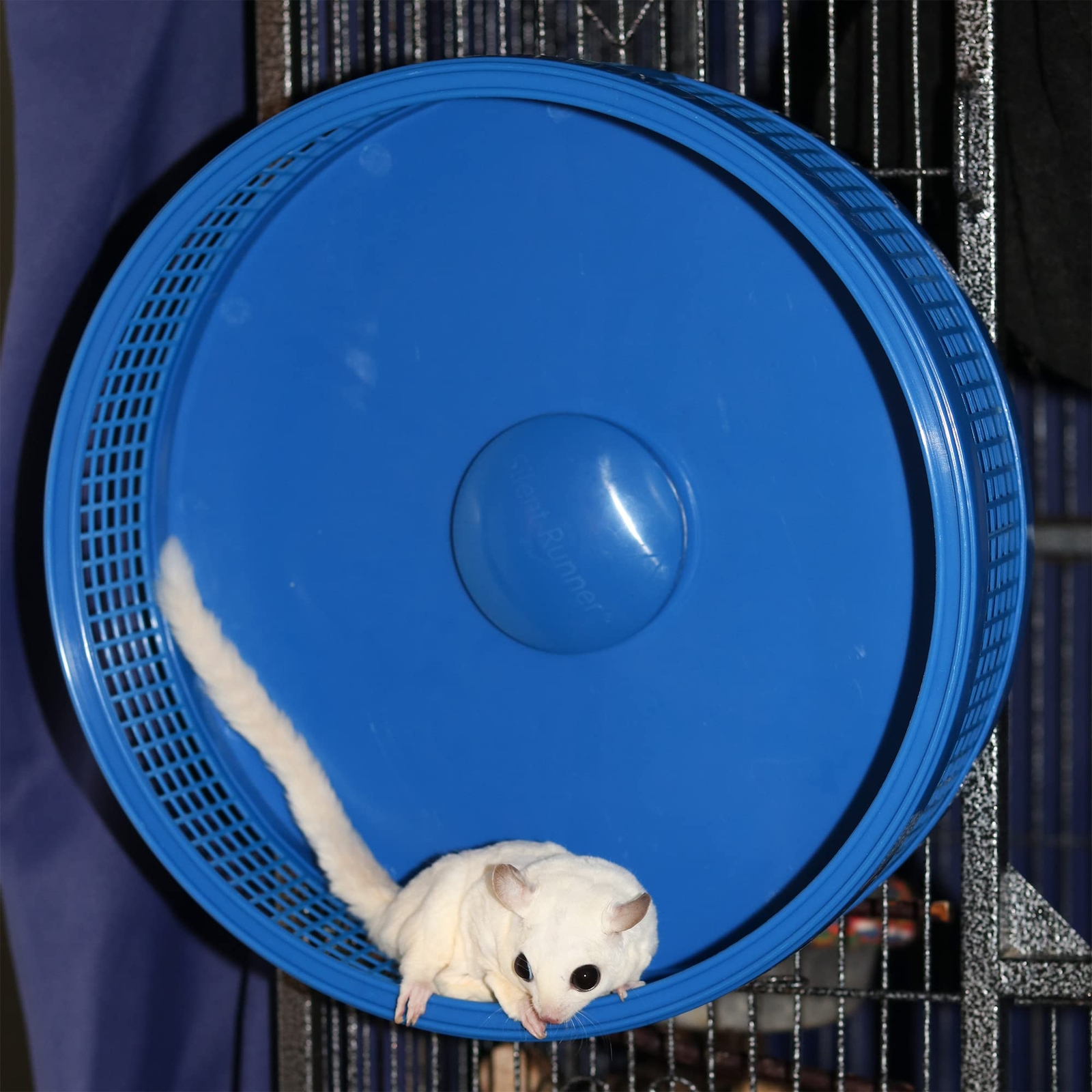 Silent Runner Pro | Sugar Glider Exercise Wheel (Black with Attachment ...