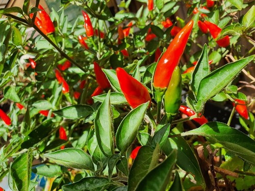 Seeds Hot Chilli Facing Heaven Pepper Chinese Chili Chao Tian Jiao ...