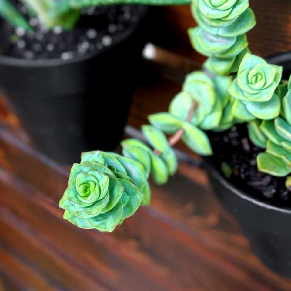 05 pcs Mini Plastic Flower Cactus Pots Plant Nursery Black Round Cups 5 ...