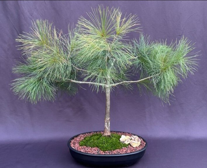 Eastern White Pine Bonsai Tree Live Pinus Strobus Outdoor Evergreen 22 ...