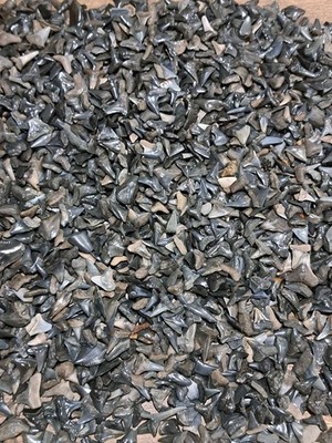 200 partial & small full Fossil Shark Teeth Tooth per lot FL Peace ...
