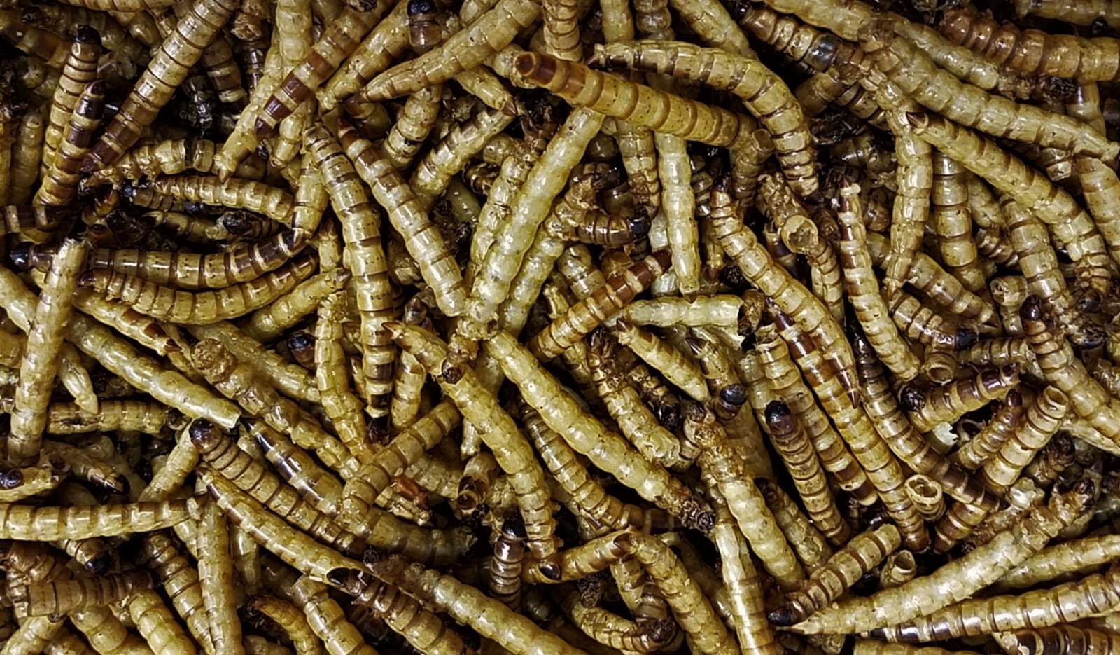 Dry Superworms for Reptiles,Chickens Birds,Hedgehogs,Sugar Gliders ...
