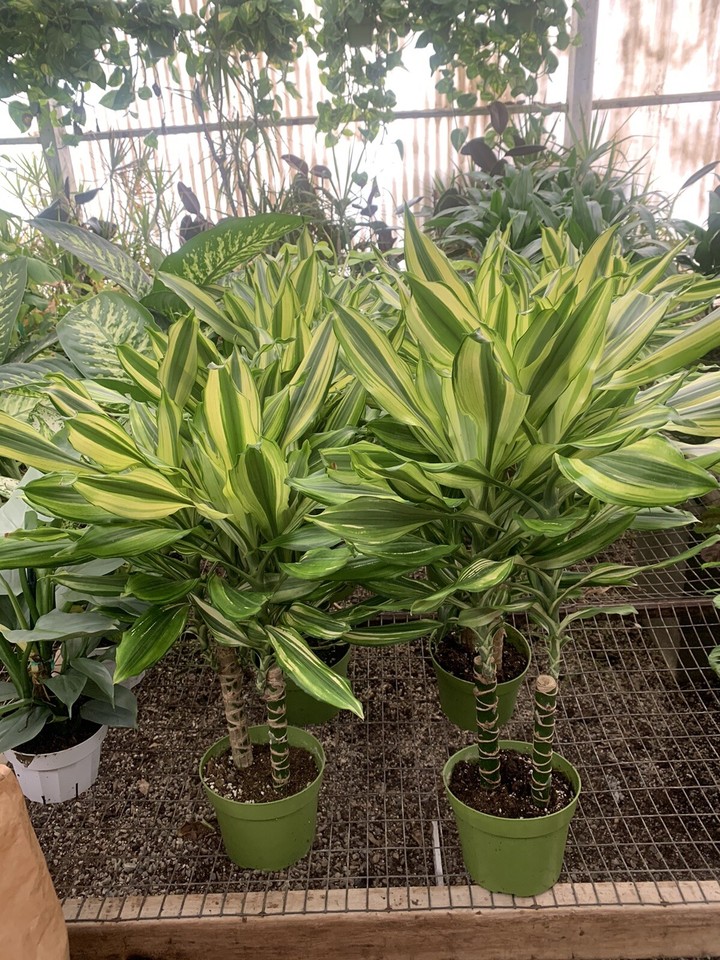 Dracaena Del Sol Plants 6inch Potted Live Plant -live Indoor Tropical ...