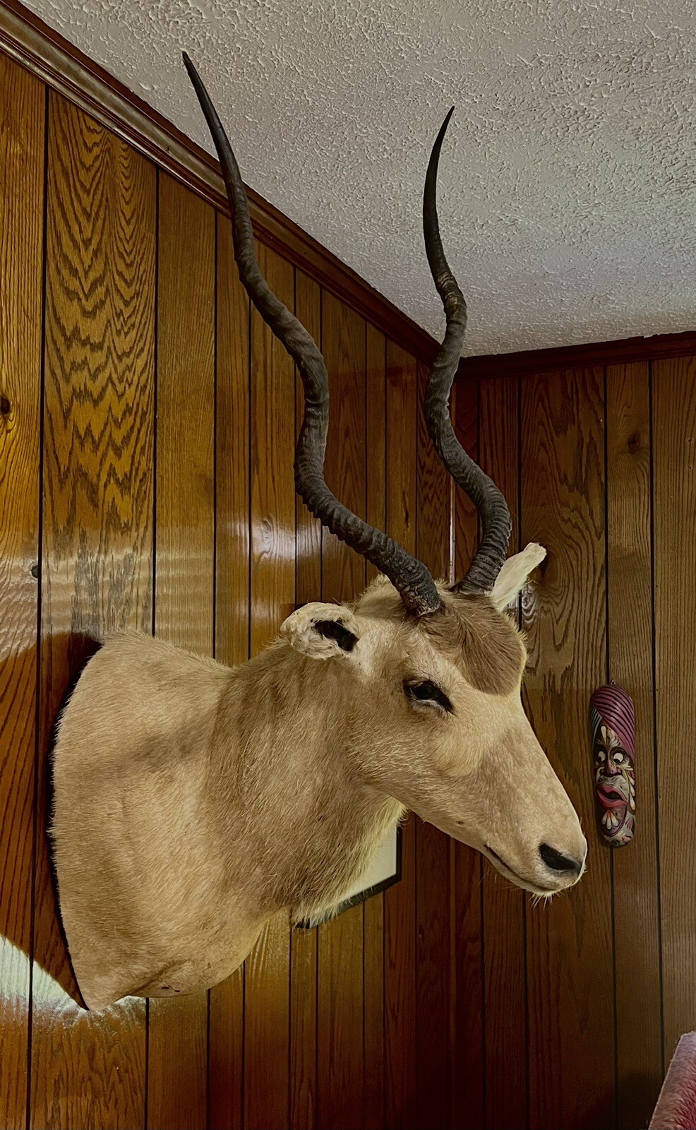 Addax Head Mounted Also Known As Screw Horn Antelope, Native To Sahara ...