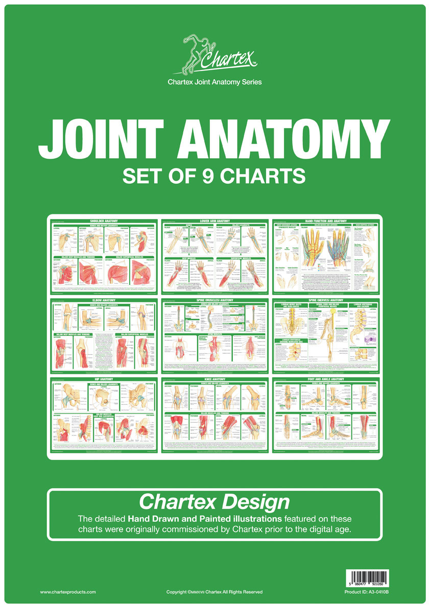 Muscle Chart Back Muscle Anatomy Chart Anterior Chartex Ltd