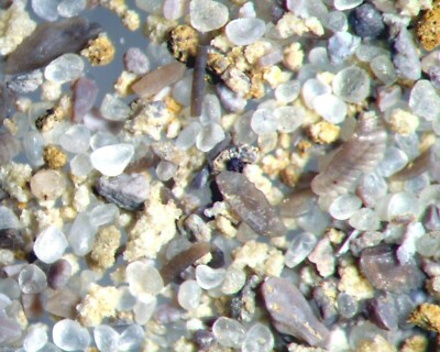 Carboniferous Mississippian Conodont fish teeth microfossil matrix ...