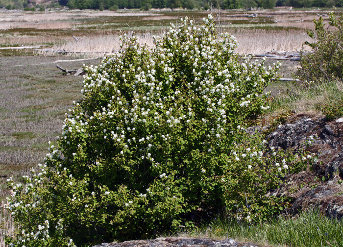Western Serviceberry Saskatoon Berry - Live quart plant Amelanchier ...