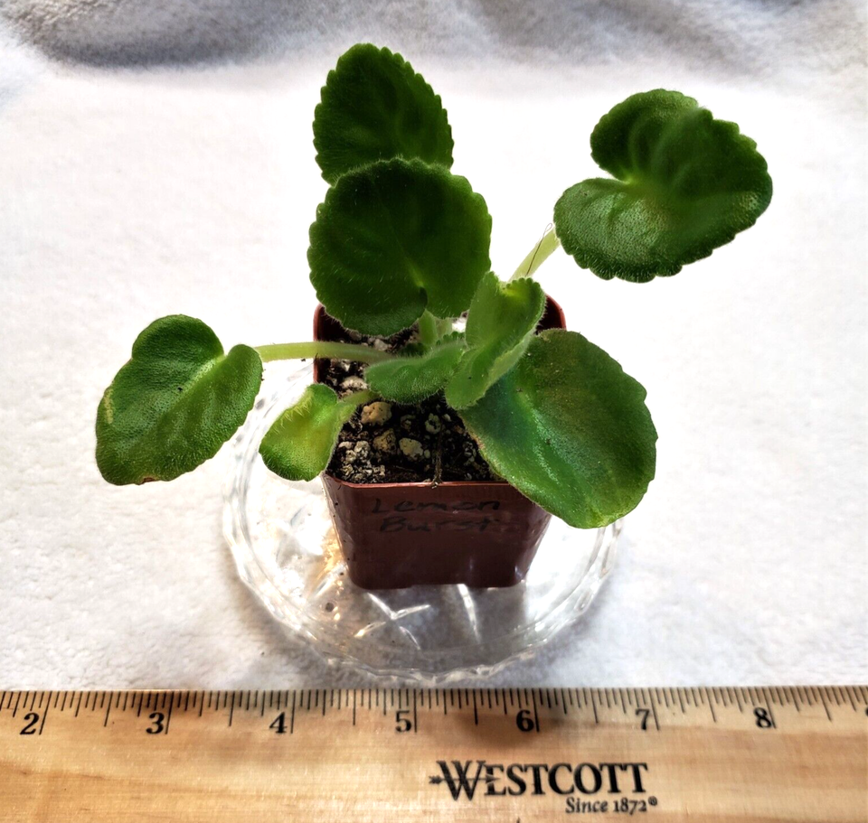 African Violet PLANT ~ LEMON BURST (LLG) Big Lacy Blooms! Small Starter ...
