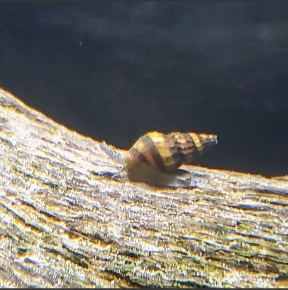 3 Live Assassin Snails (Clea Helena) Live Freshwater Snails/pest snail ...