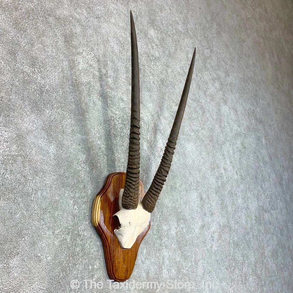 Scimitar Horned Oryx Mount