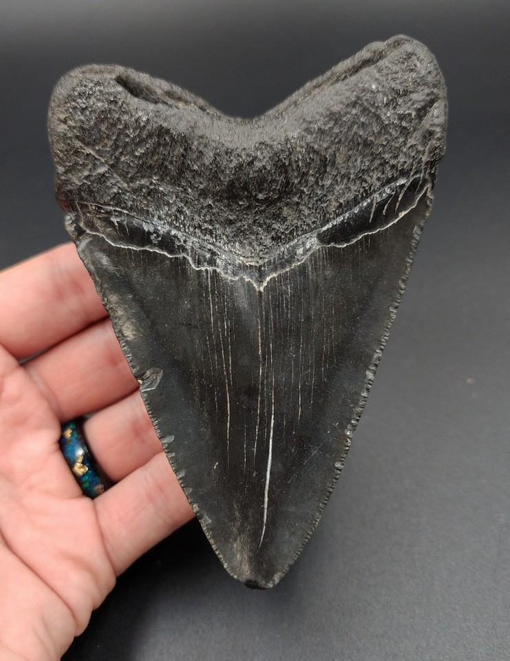 Authentic, 4.69" Fossil Megalodon Tooth - South Carolina: Meg #1729 | eBay