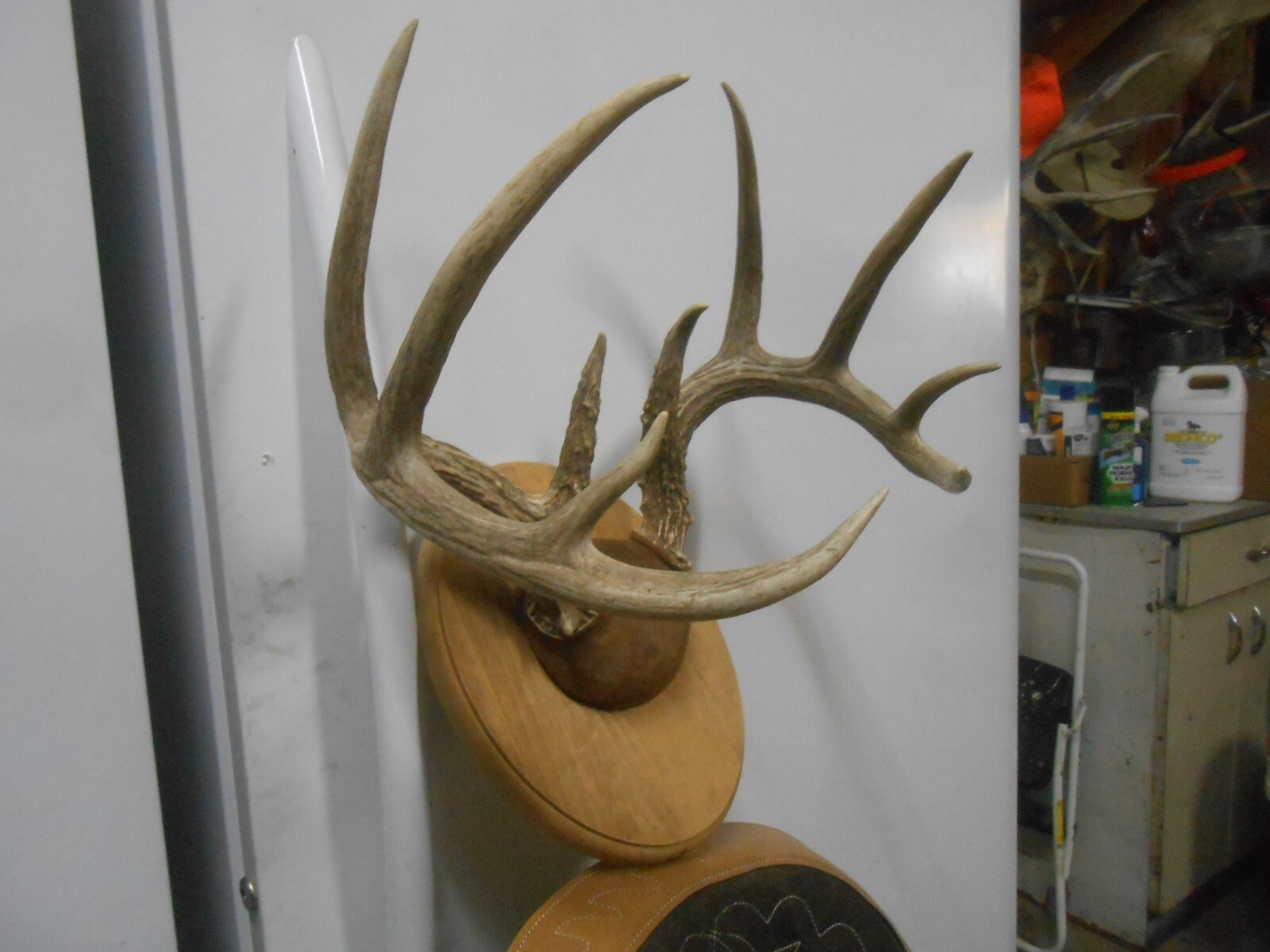 Nice 5x5 WHITETAIL DEER RACK ON PLAQUE mule antlers sheds taxidermy elk ...