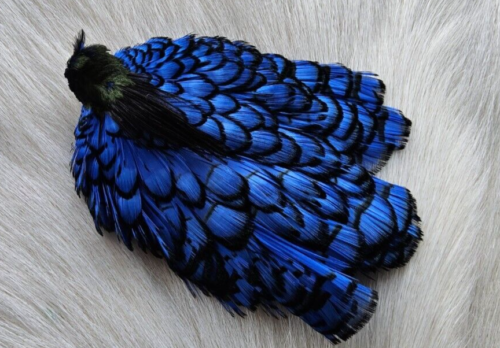 Lady Amherst Cape. Fly Tying Feather. Color; Blue. Grade "A" | eBay