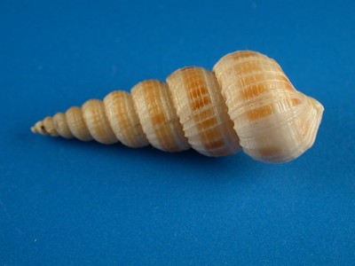 Amaea mitchelli, Rare, Excellent Color, 41.7mm, Texas Shell G443 | eBay