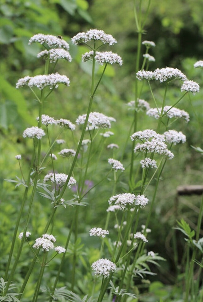 150 Valerian Seeds-Medicinal Plant-NON GMO-Valeriana officinalis | eBay