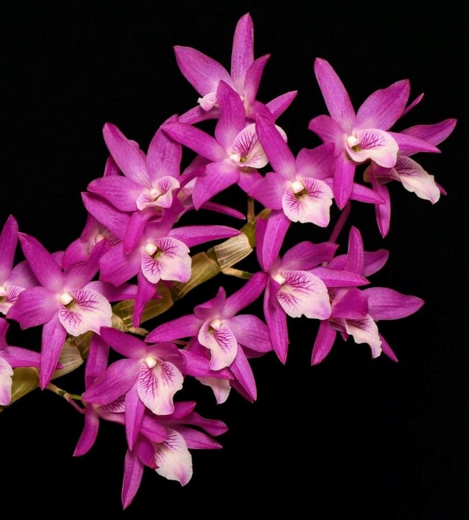 Dendrobium orchid care >> Orchids-care.info