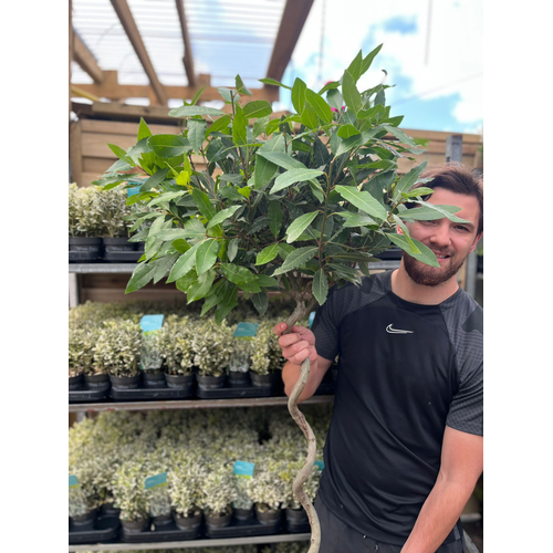 Bay Tree Plant Large Spiral with Twisted Stem Lollipop Laurus Nobilis ...