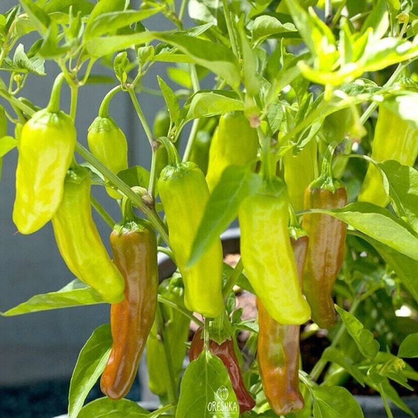 Hot pepper Pepperoncini Italy 5 PCS fresh seeds, Red chilli pepper ...
