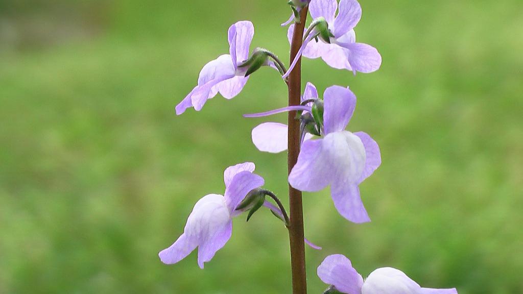 100 BLUE TOADFLAX Linaria Canadensis Antirrhinum Canadian Flower Seeds ...