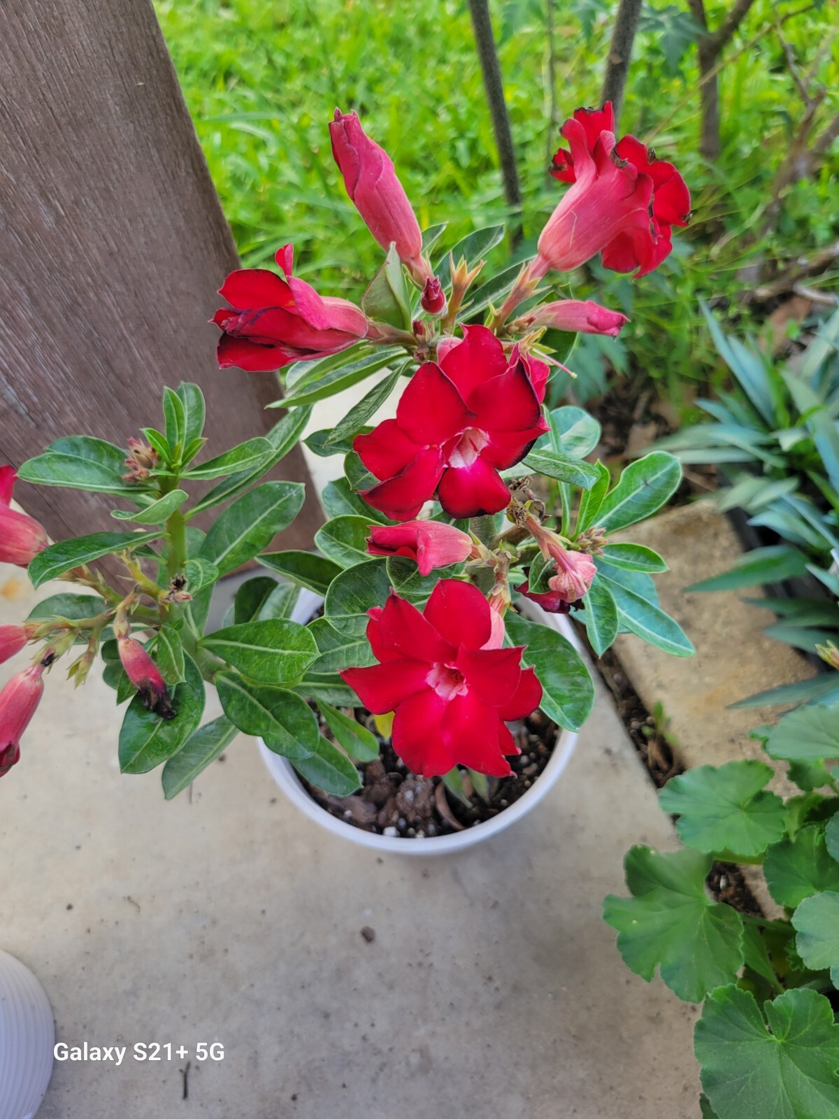 Red Adenium Obesum Double Desert Rose Plant Desert Rose Bonsai Tree ...