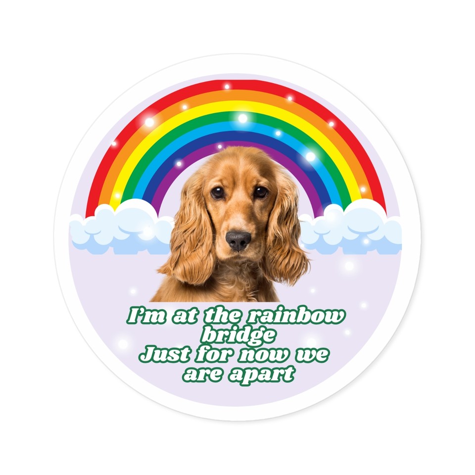 Cocker Spaniel Dog - I'm At The Rainbow Bridge Memorial Vinyl Decal Car ...