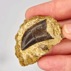 Allosaurus tooth en vente | eBay